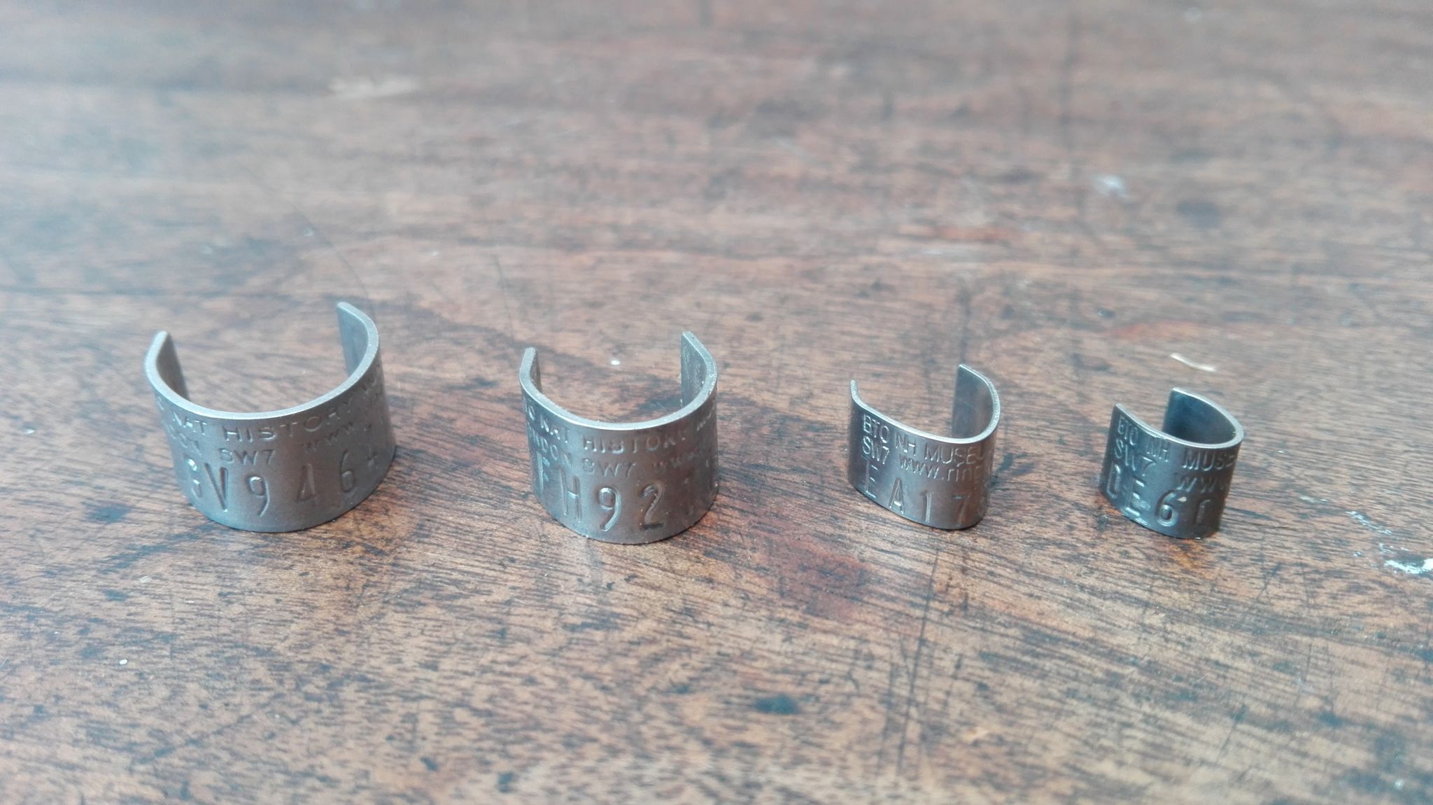 Why do we put rings on birds? - Hawk Conservancy Trust - Hawk ...