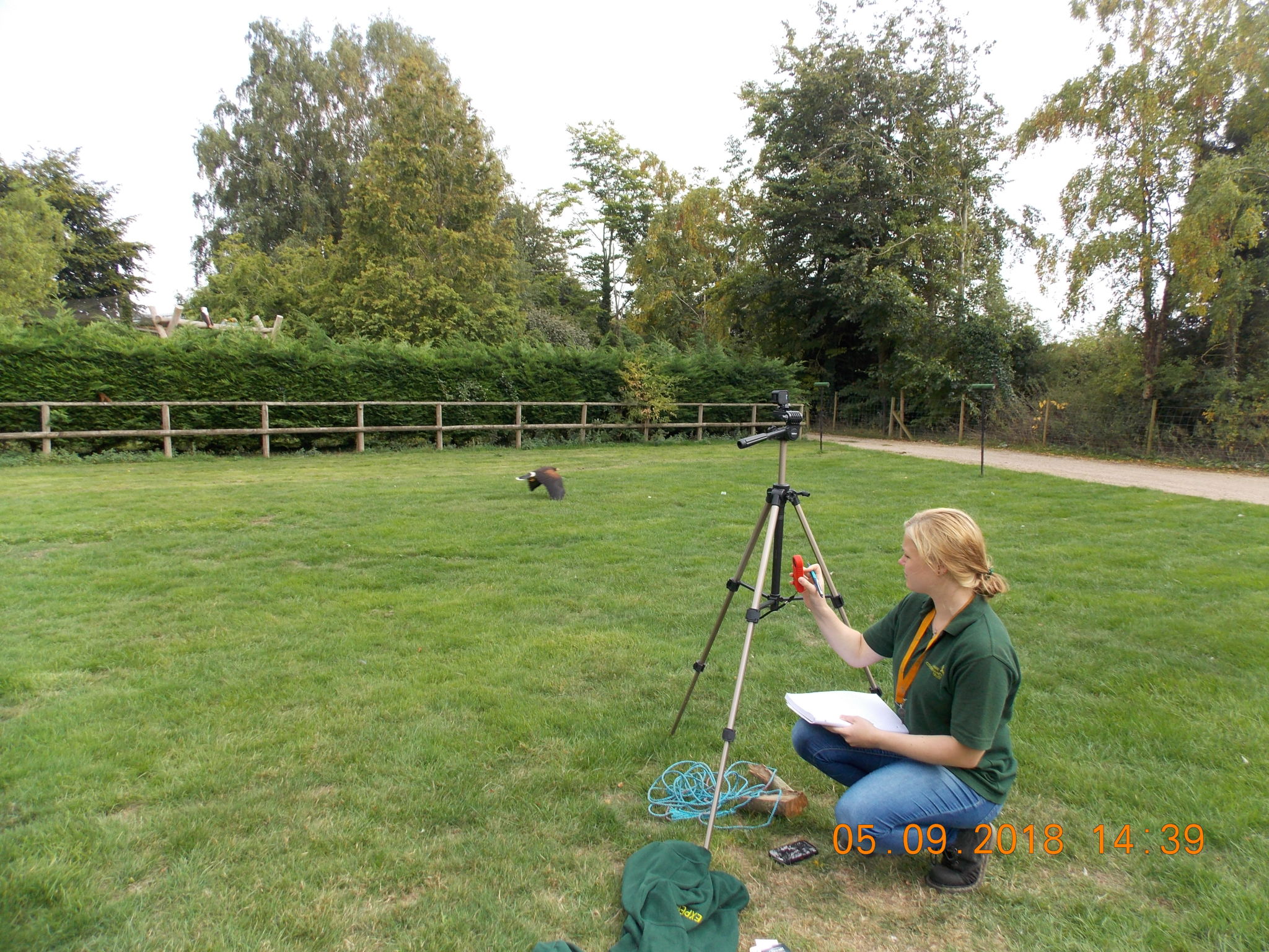Conducting research with Harris' Hawks - Hawk Conservancy Trust - Hawk ...