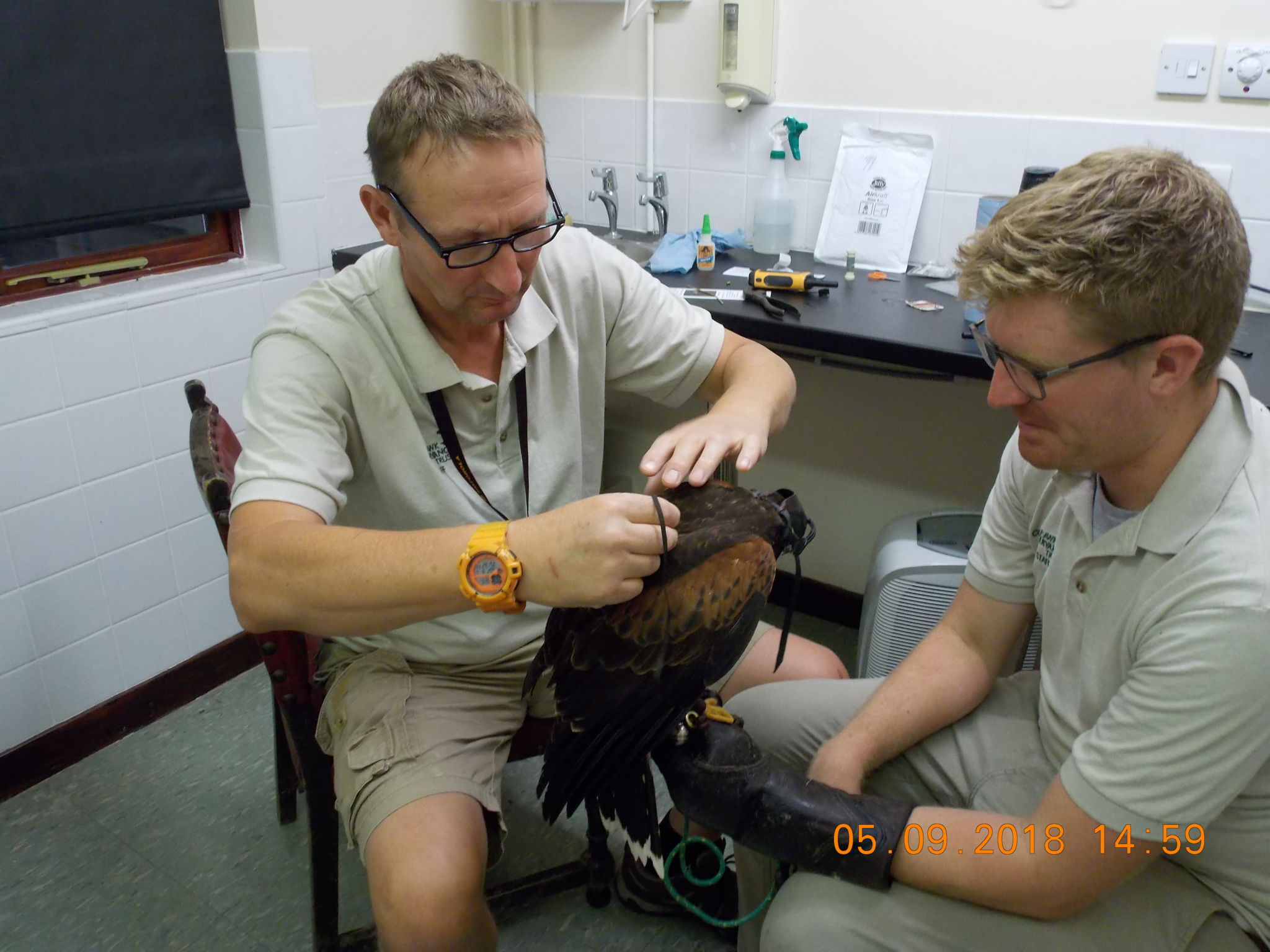 Conducting research with Harris' Hawks - Hawk Conservancy Trust - Hawk ...