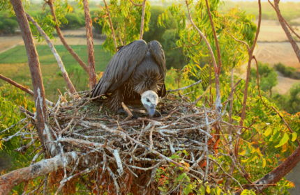 - Hawk Conservancy Trust