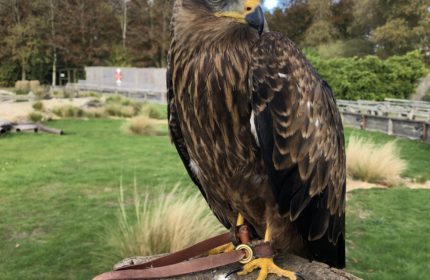 - Hawk Conservancy Trust