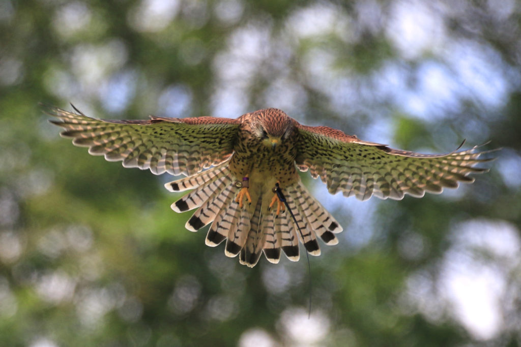 British Falcons with special guest Dr Georgia Jones - Hawk Conservancy ...