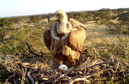 - Hawk Conservancy Trust