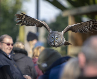Visit our award winning wildlife visitor attraction in Hampshire - Hawk ...