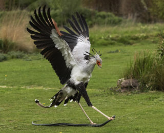 Our snake-stomping Secretary Bird! - Hawk Conservancy Trust - Hawk ...