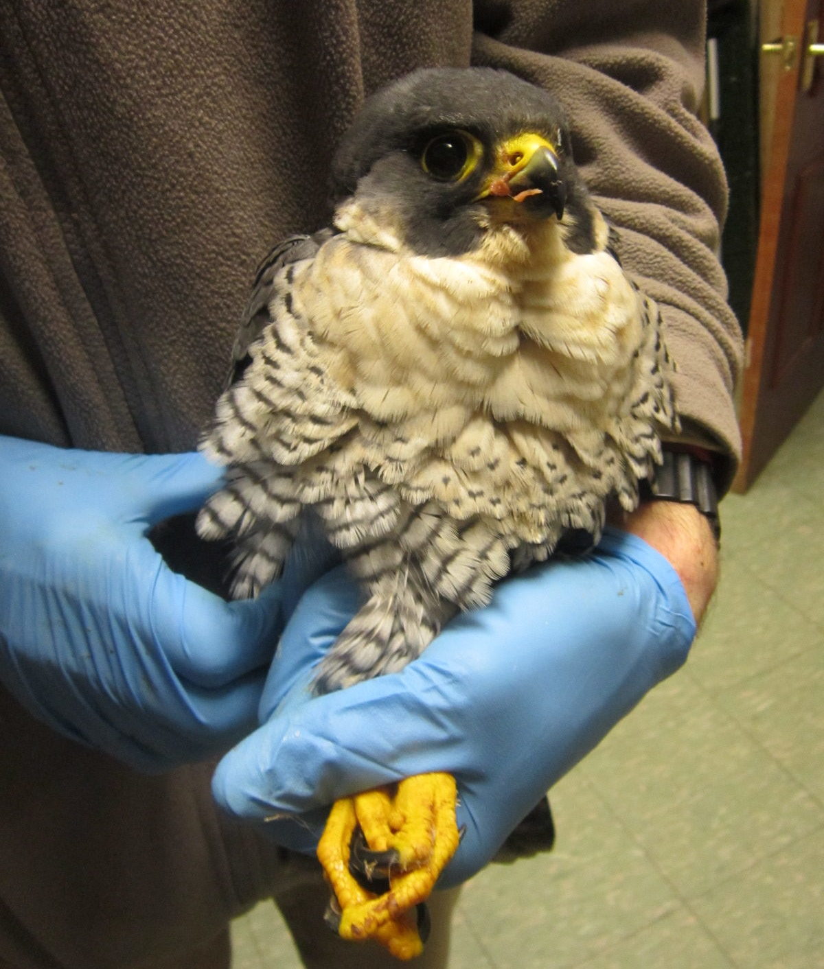 Rehabilitation of a female Peregrine Falcon in our National Bird of ...