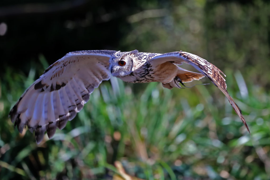 Bird of prey photo gallery - Hawk Conservancy Trust, Hampshire - Hawk ...