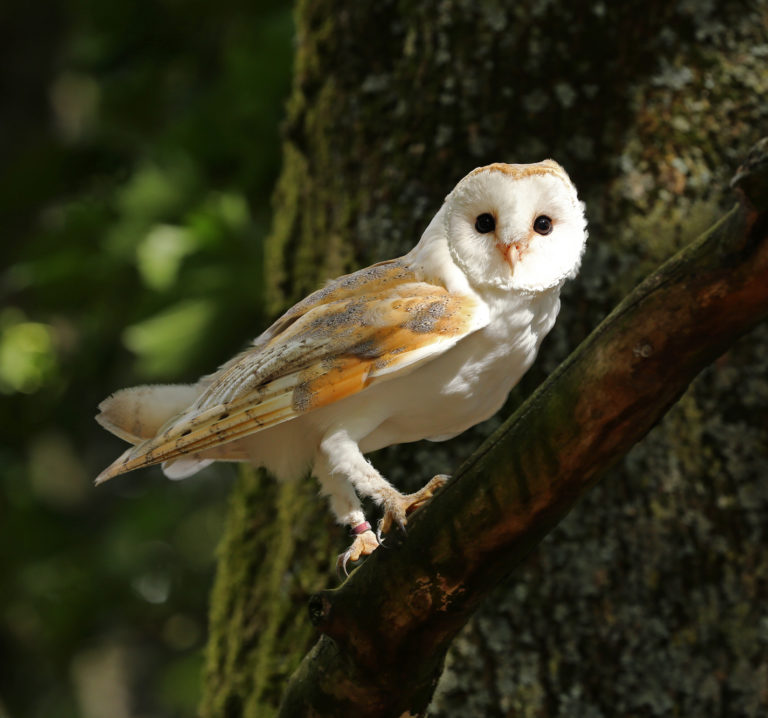 Nature's a Hoot: Episode 2 - British Owls! - Hawk Conservancy Trust ...