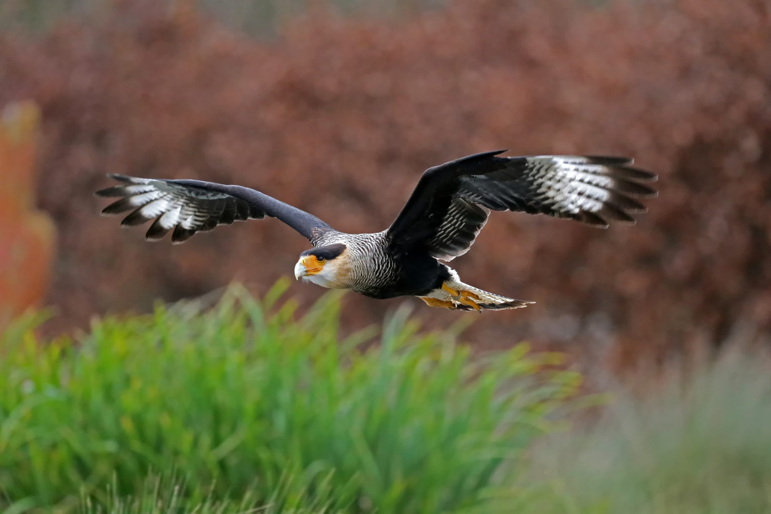 Profile: Flo - Hawk Conservancy Trust - Hawk Conservancy Trust