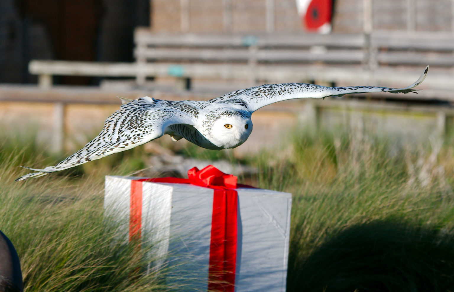 Celebrating Owl Awareness Day - Hawk Conservancy Trust - Hawk ...