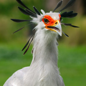 Adopt a Peregrine Falcon - Hawk Conservancy Trust - Hawk Conservancy Trust