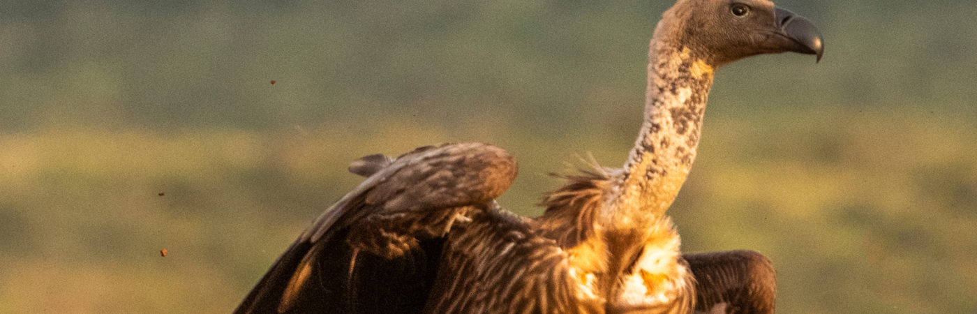 Wildlife photography competition - show us your bird of prey photos ...