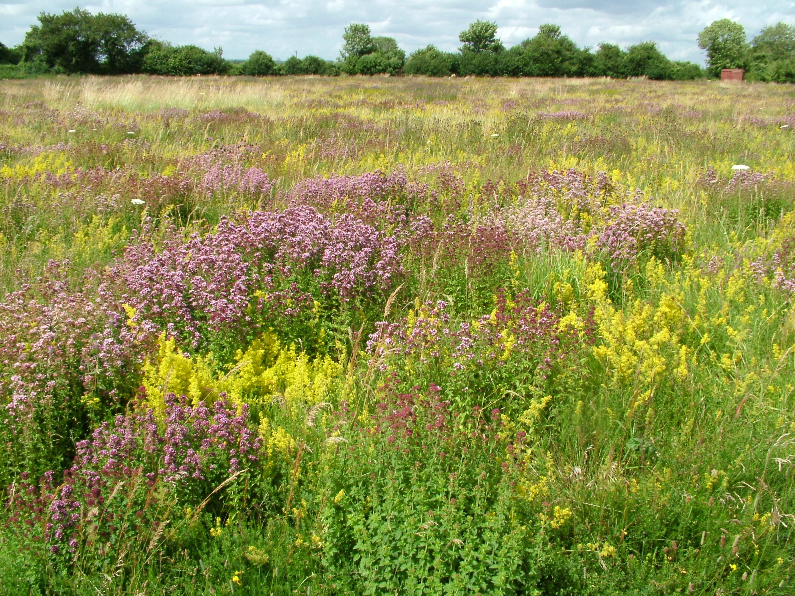 Celebrating 25 years of Reg's Wildflower Meadow - Hawk Conservancy ...