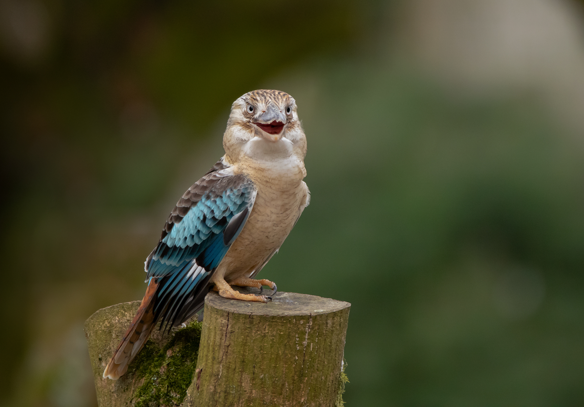 Bird of prey photo gallery - Hawk Conservancy Trust, Hampshire - Hawk ...