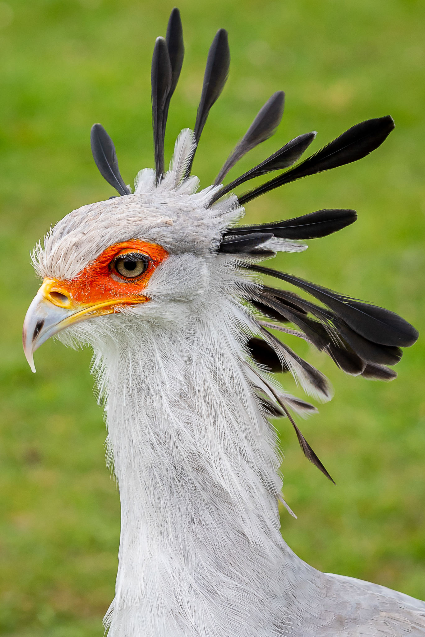 Bird of prey photo gallery - Hawk Conservancy Trust, Hampshire - Hawk ...