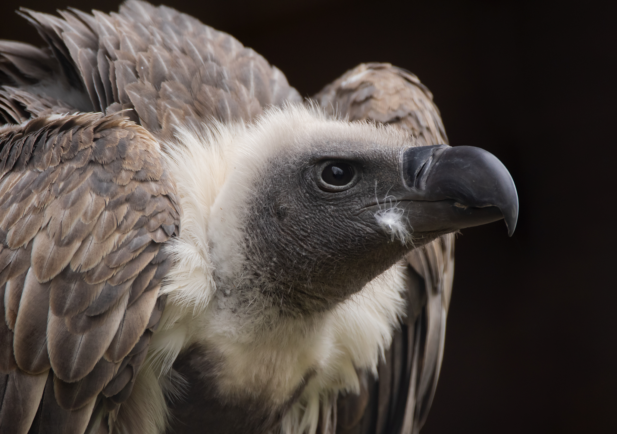 Bird of prey photo gallery - Hawk Conservancy Trust, Hampshire - Hawk ...