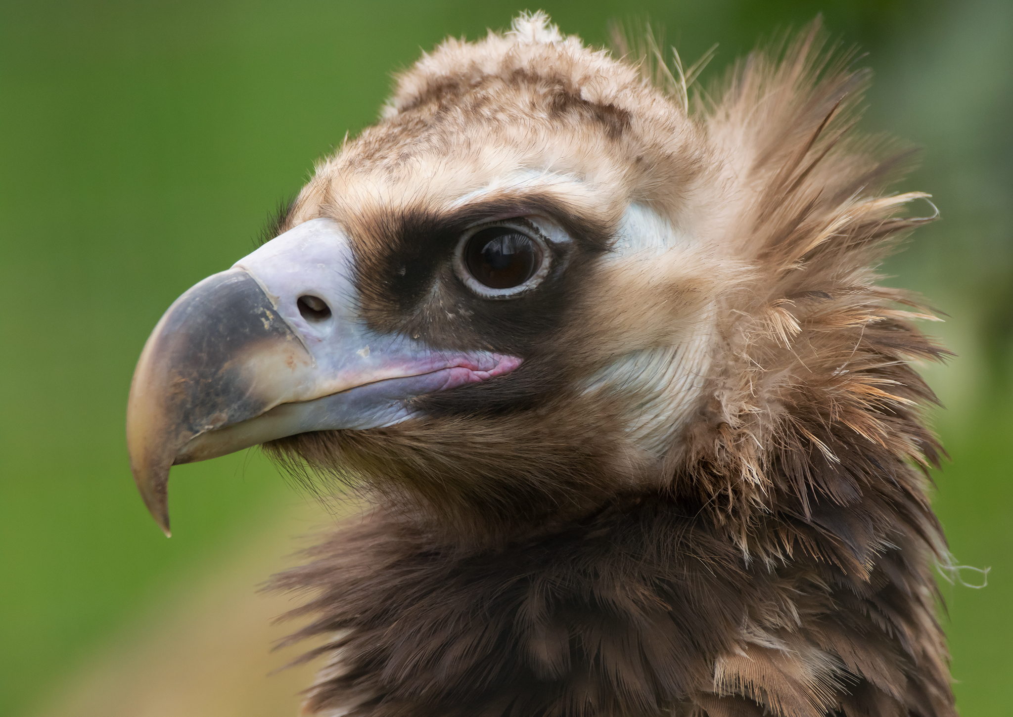 Bird of prey photo gallery - Hawk Conservancy Trust, Hampshire - Hawk ...