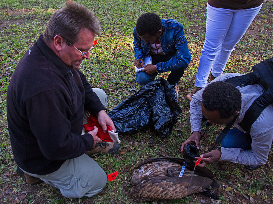 Vulture conservation - Poison Response Action to protect African ...