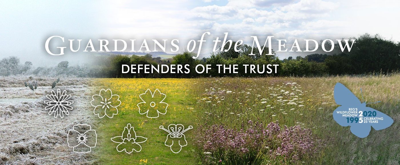 Wildlife day out in Hampshire, birds of prey conservation at the Hawk ...