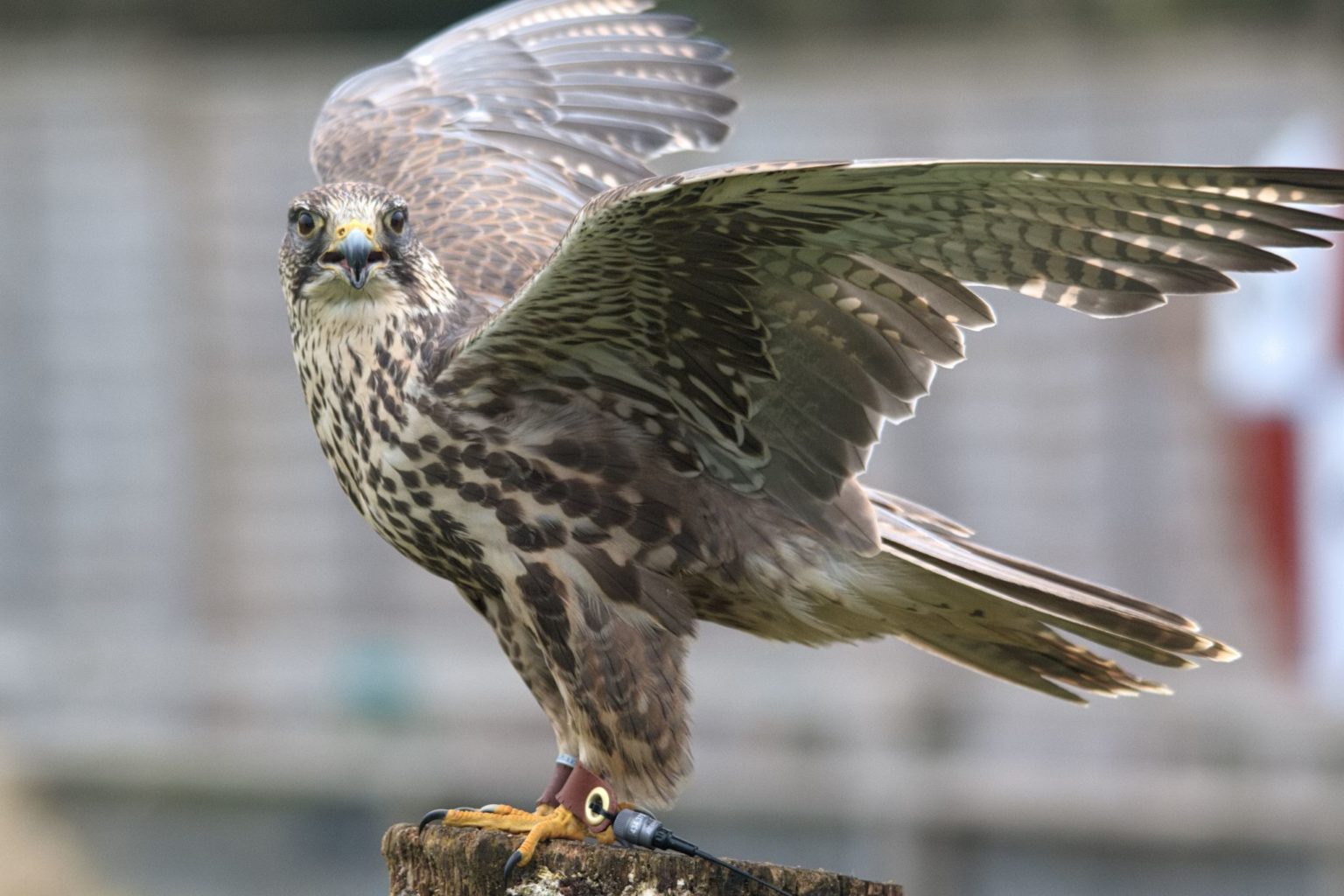 The Equipment We Use - Hawk Conservancy Trust - Hawk Conservancy Trust