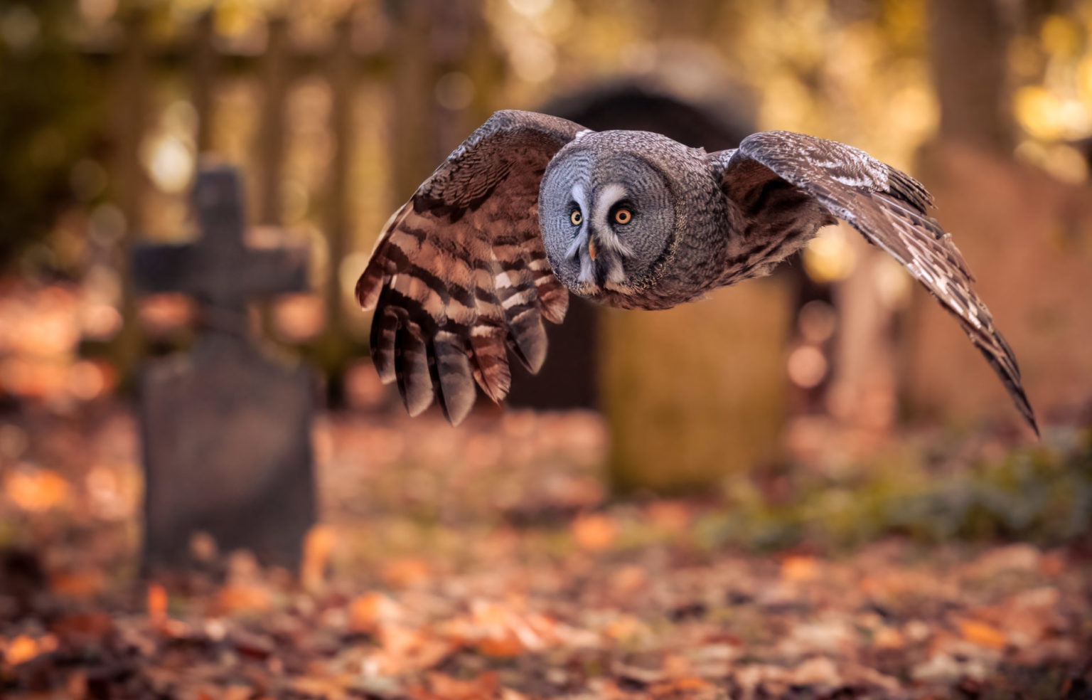 Owl Awareness Day 2024 - Hawk Conservancy Trust - Hawk Conservancy Trust