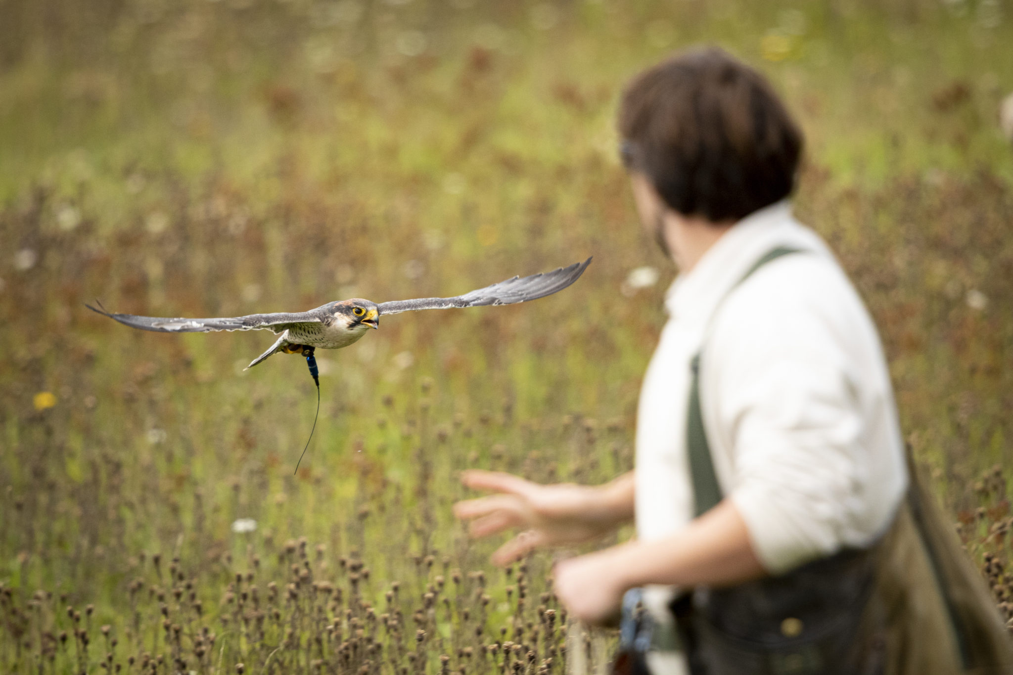 The makings of Masters of the Sky - Hawk Conservancy Trust - Hawk ...