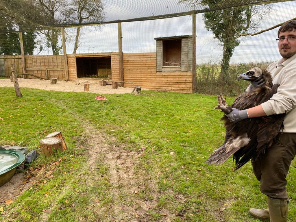 Lockdown projects - Hawk Conservancy Trust - Hawk Conservancy Trust