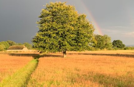 Wildlife day out in Hampshire, birds of prey conservation at the Hawk ...
