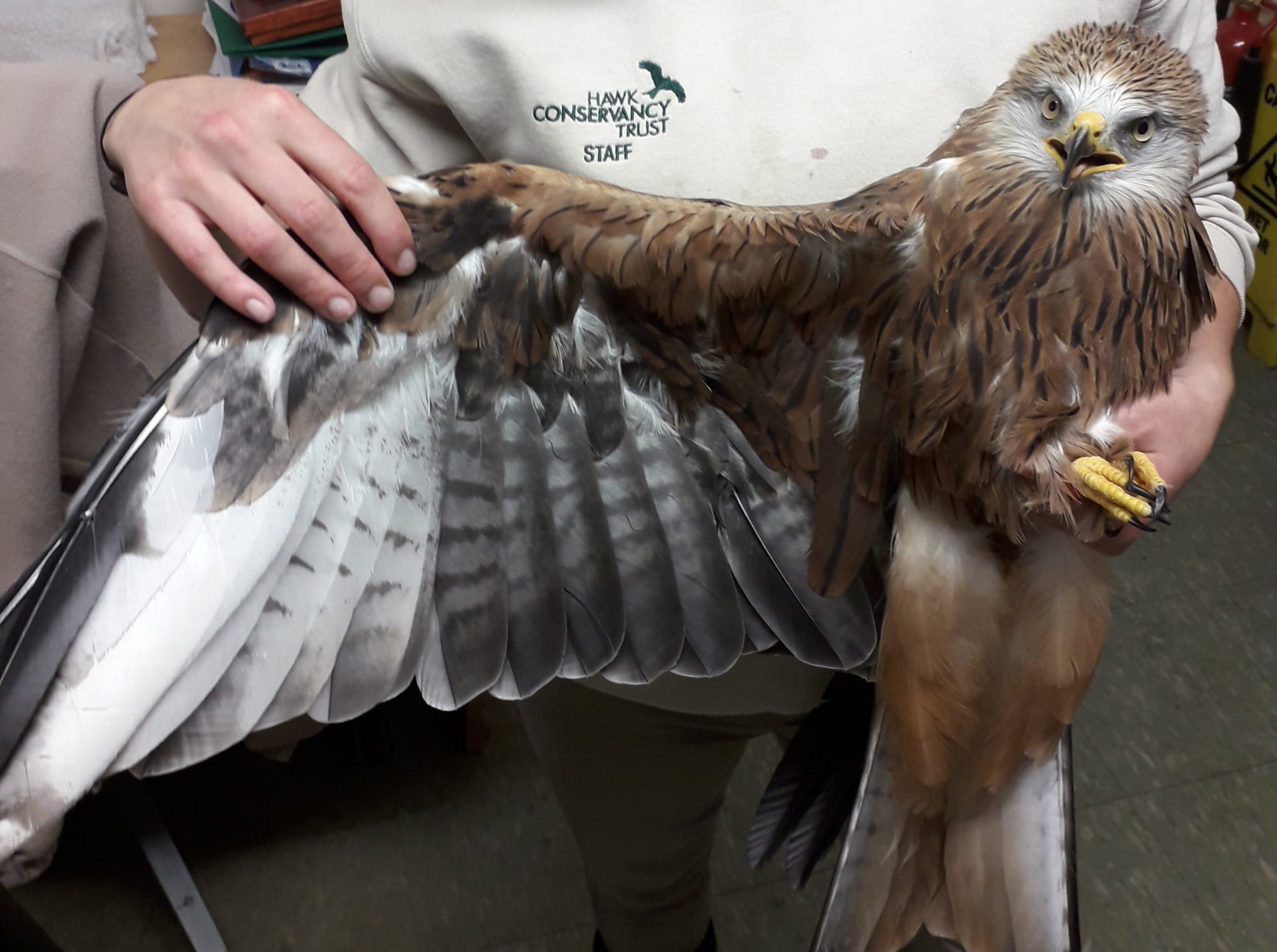 2020 at the National Bird of Prey Hospital™ - Hawk Conservancy Trust ...