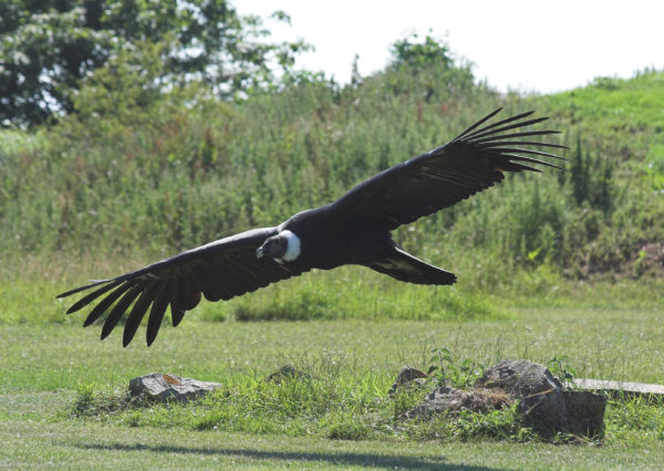 Secretary Bird and Bateleur up-listed to Endangered on IUCN Red List ...