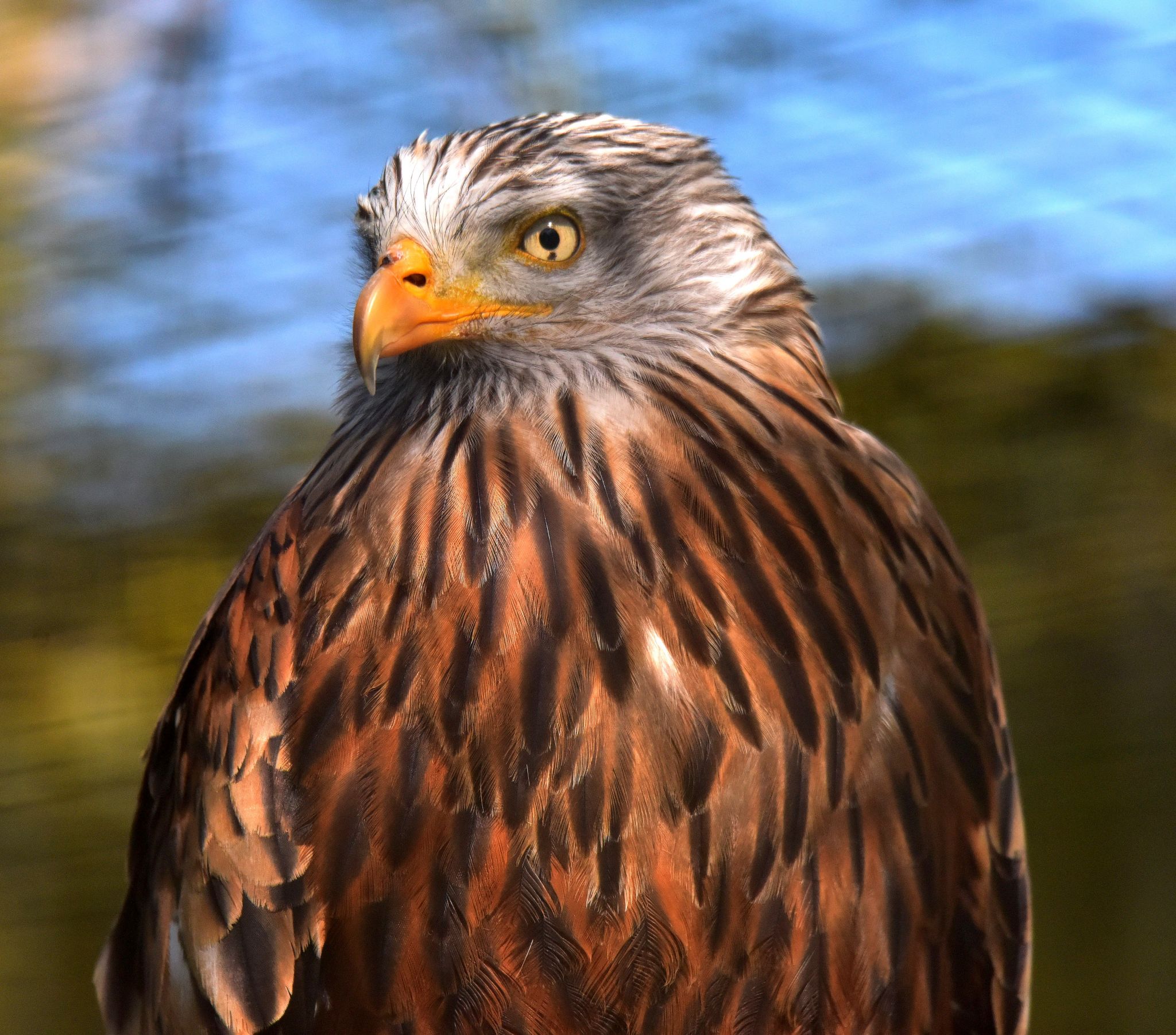 Scarlett - Hawk Conservancy Trust - Hawk Conservancy Trust