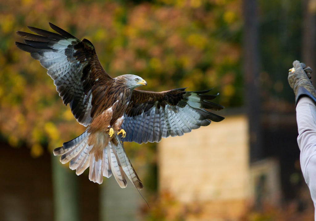 Scarlett - Hawk Conservancy Trust - Hawk Conservancy Trust