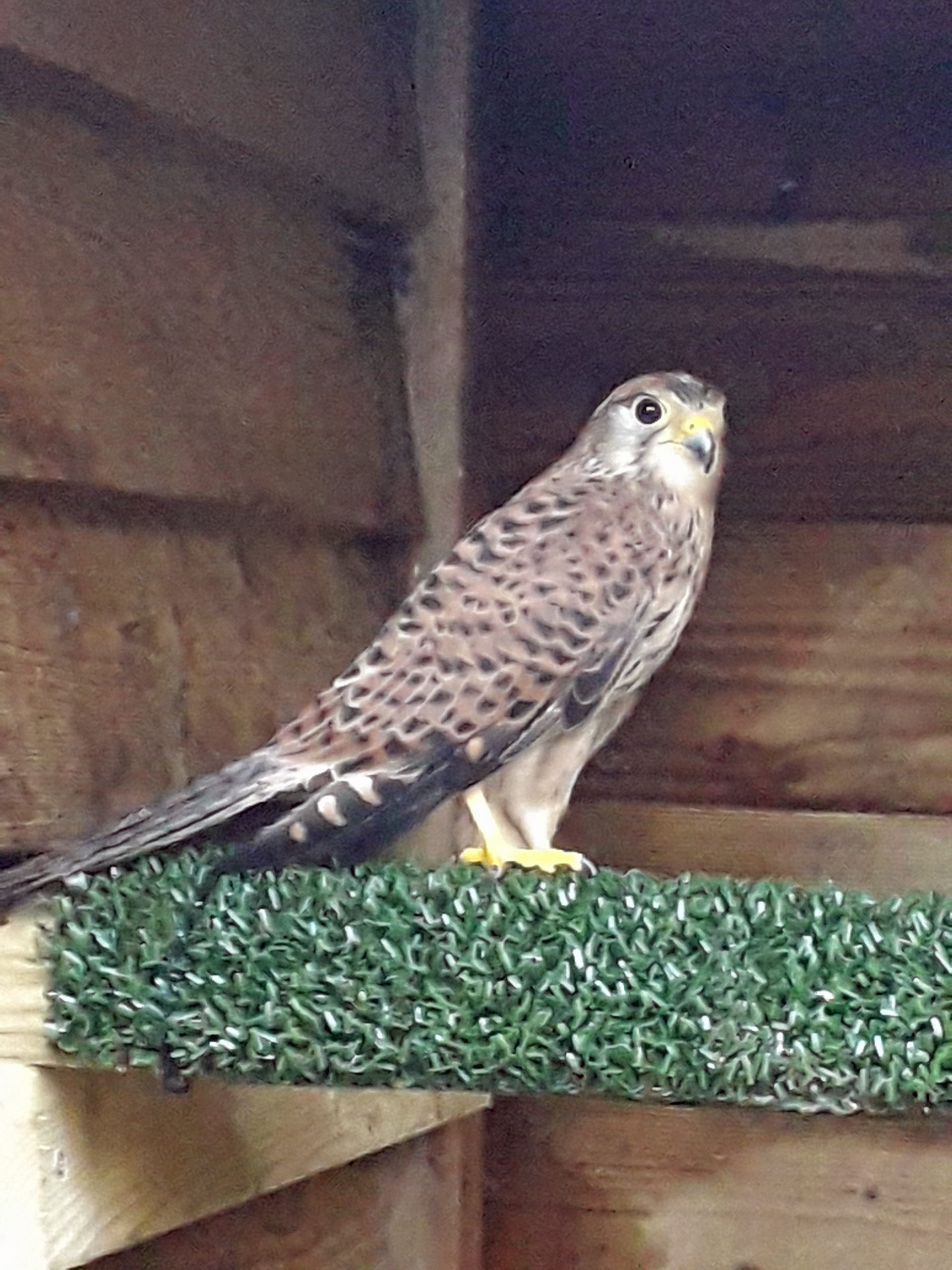 The latest update from our National Bird of Prey Hospital™ - Hawk ...