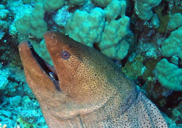 British Falcons with special guest Dr Georgia Jones - Hawk Conservancy ...