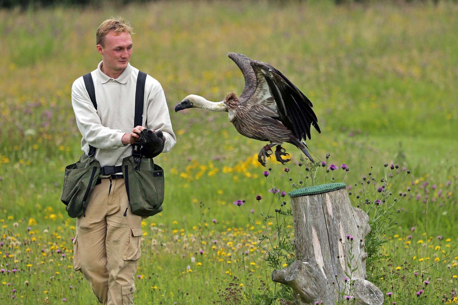 My first months at the Trust - Hawk Conservancy Trust - Hawk ...