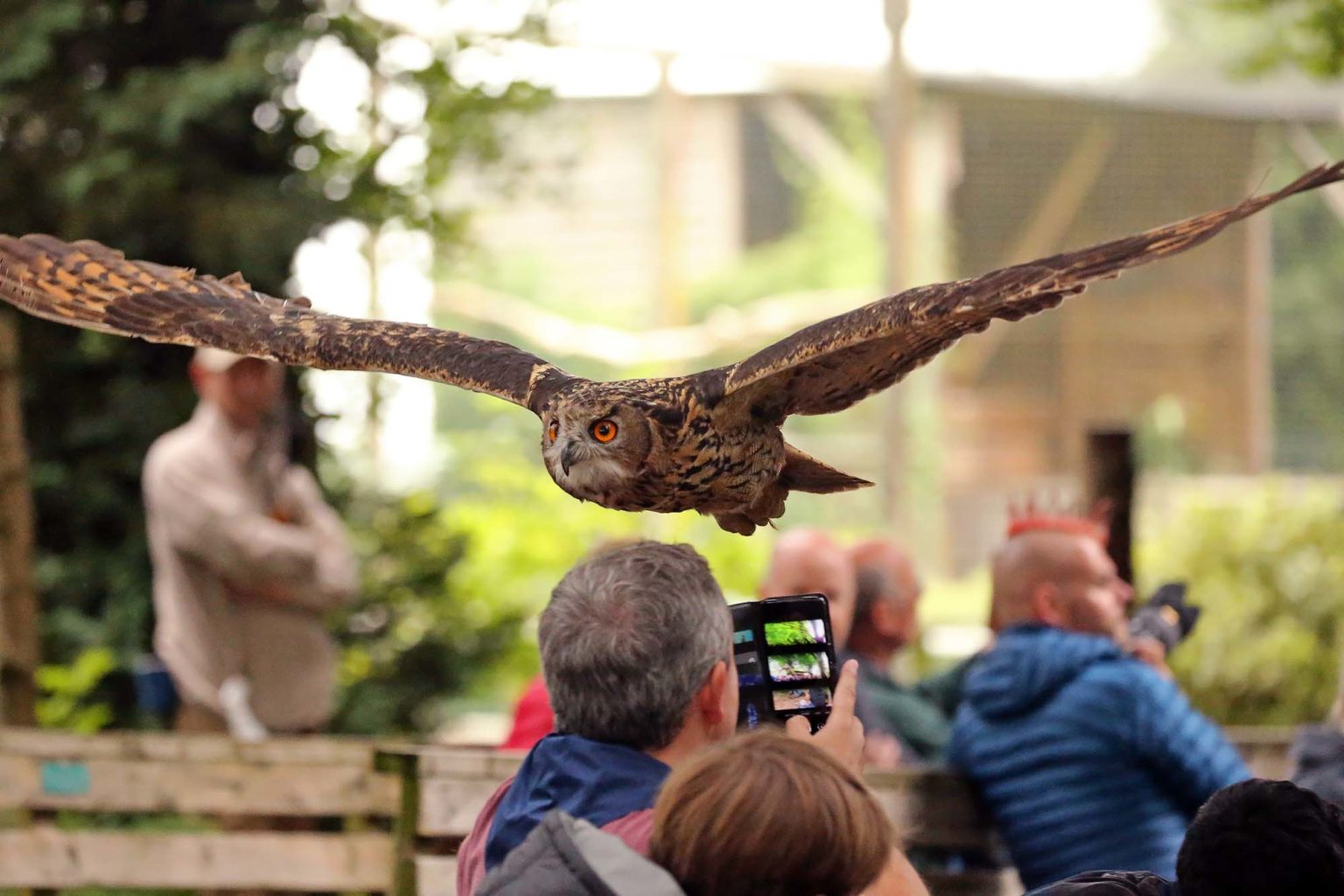 Celebrating Owl Awareness Day - Hawk Conservancy Trust - Hawk ...