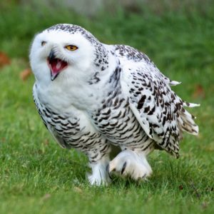 Adopt a Peregrine Falcon - Hawk Conservancy Trust - Hawk Conservancy Trust