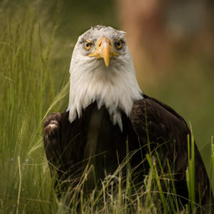 Adopt a Peregrine Falcon - Hawk Conservancy Trust - Hawk Conservancy Trust