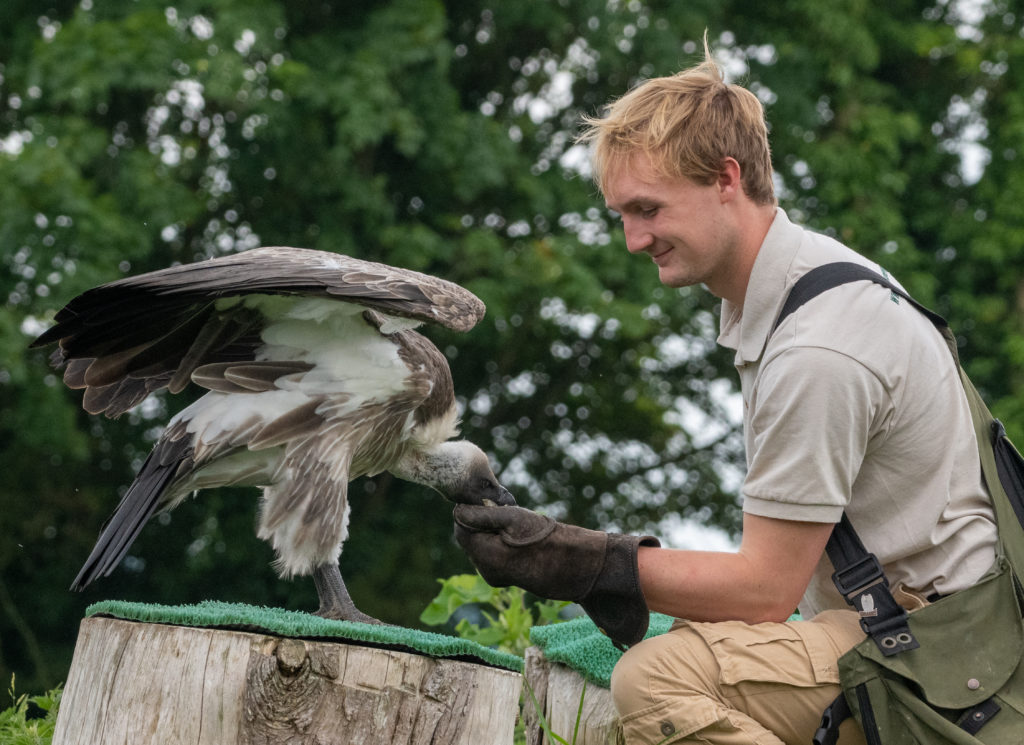 My first months at the Trust - Hawk Conservancy Trust - Hawk ...