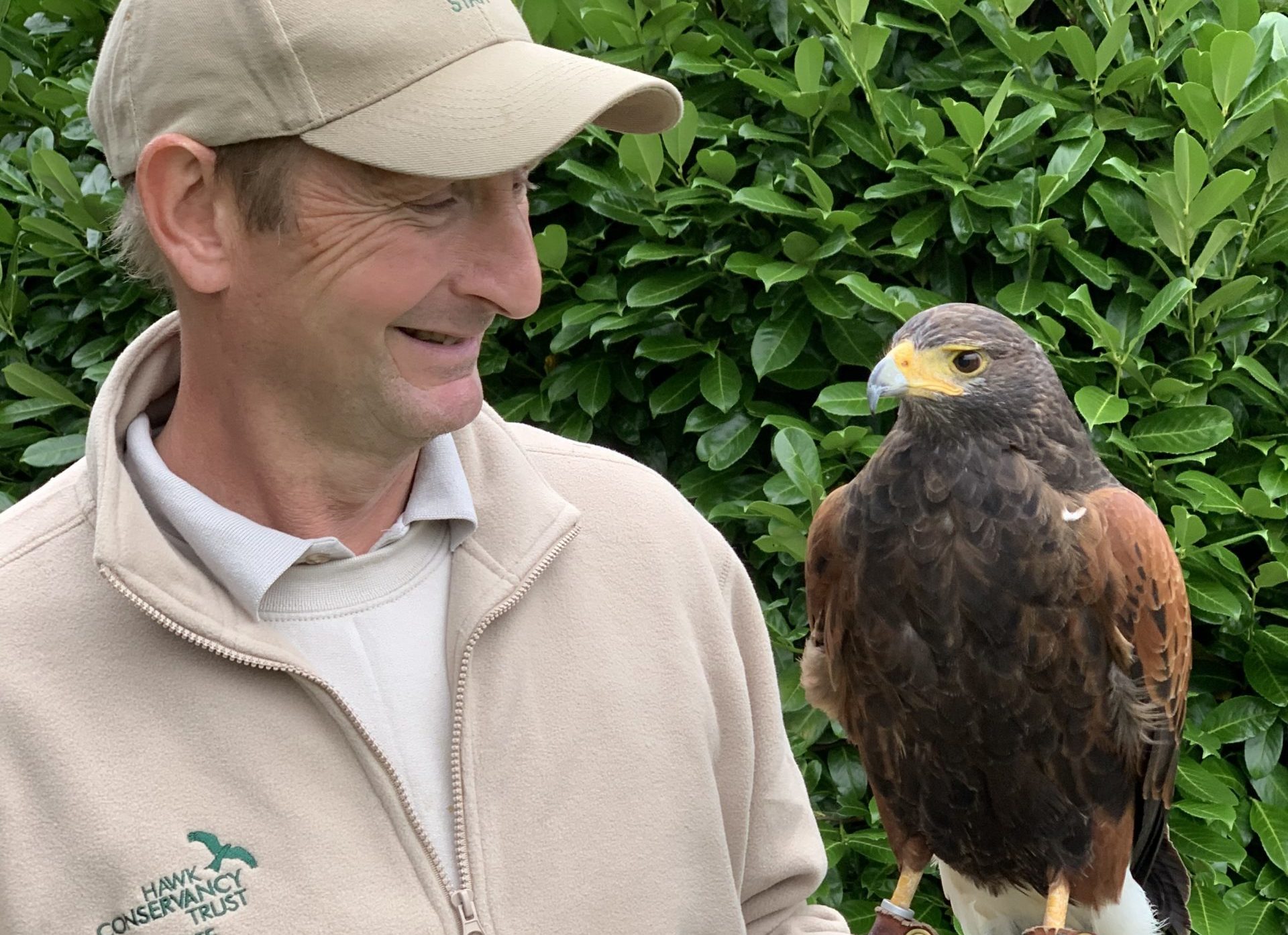 My love of Harris' Hawks - Hawk Conservancy Trust - Hawk Conservancy Trust