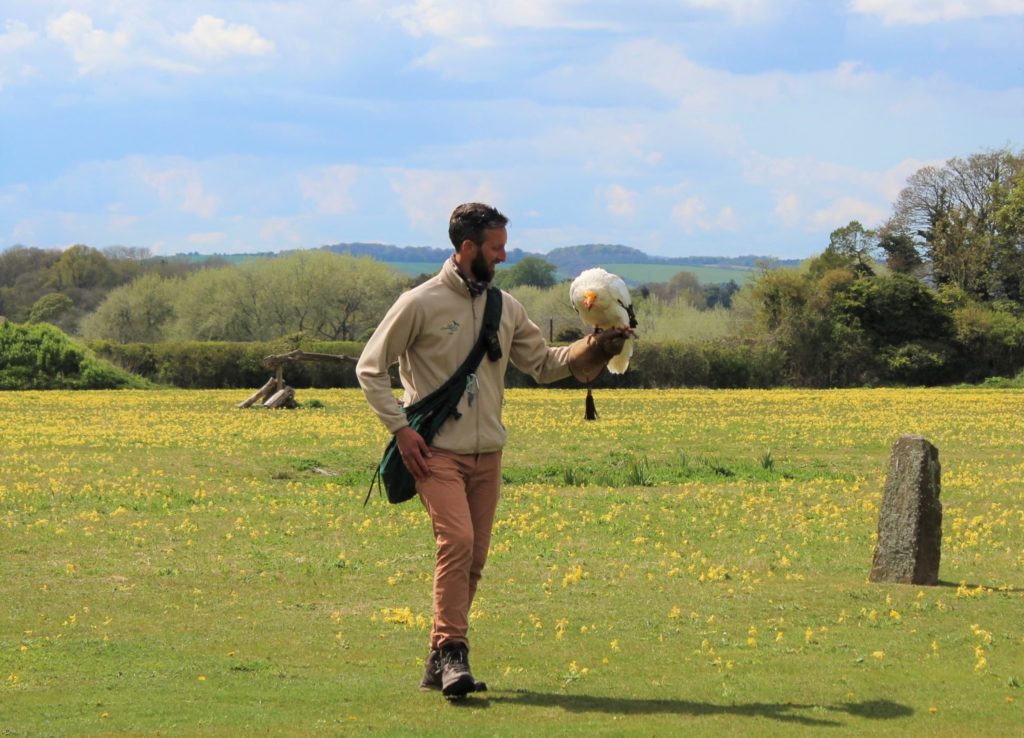 Reflecting on 2021 - Hawk Conservancy Trust - Hawk Conservancy Trust