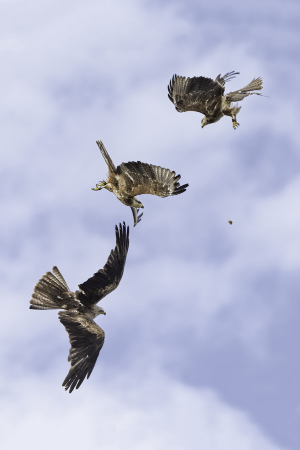 Reflecting on 2021 - Hawk Conservancy Trust - Hawk Conservancy Trust