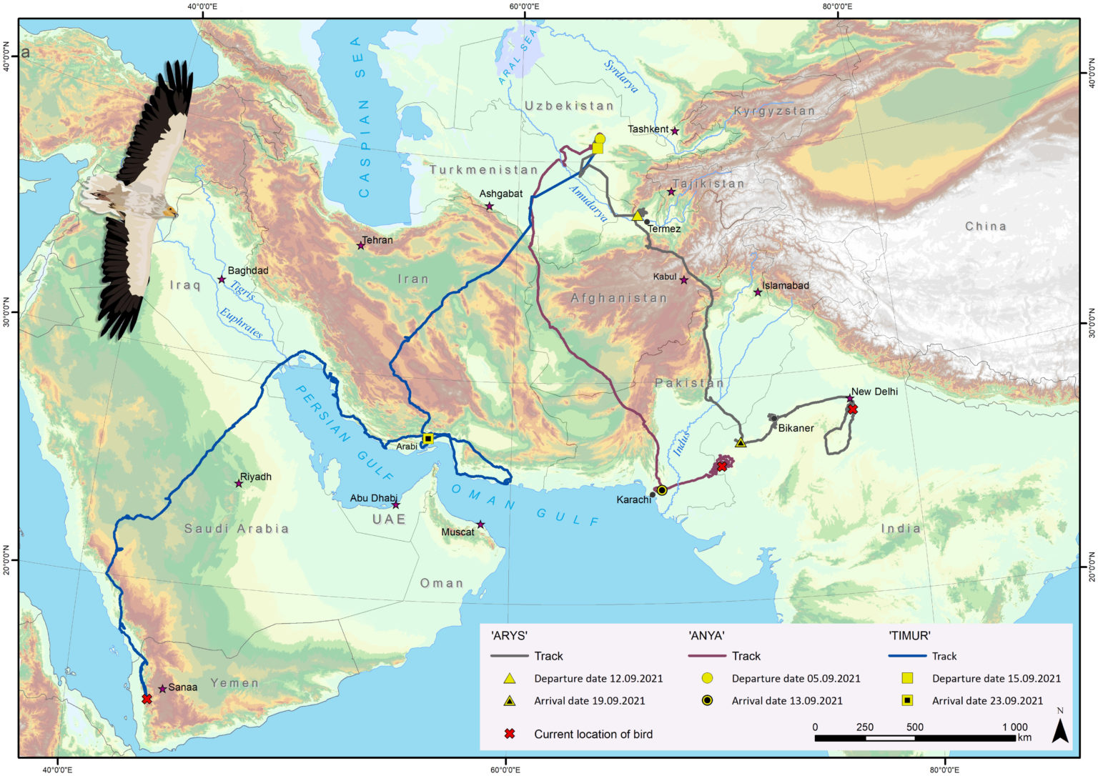 First ever records of Egyptian Vulture migrations in Central Asia ...