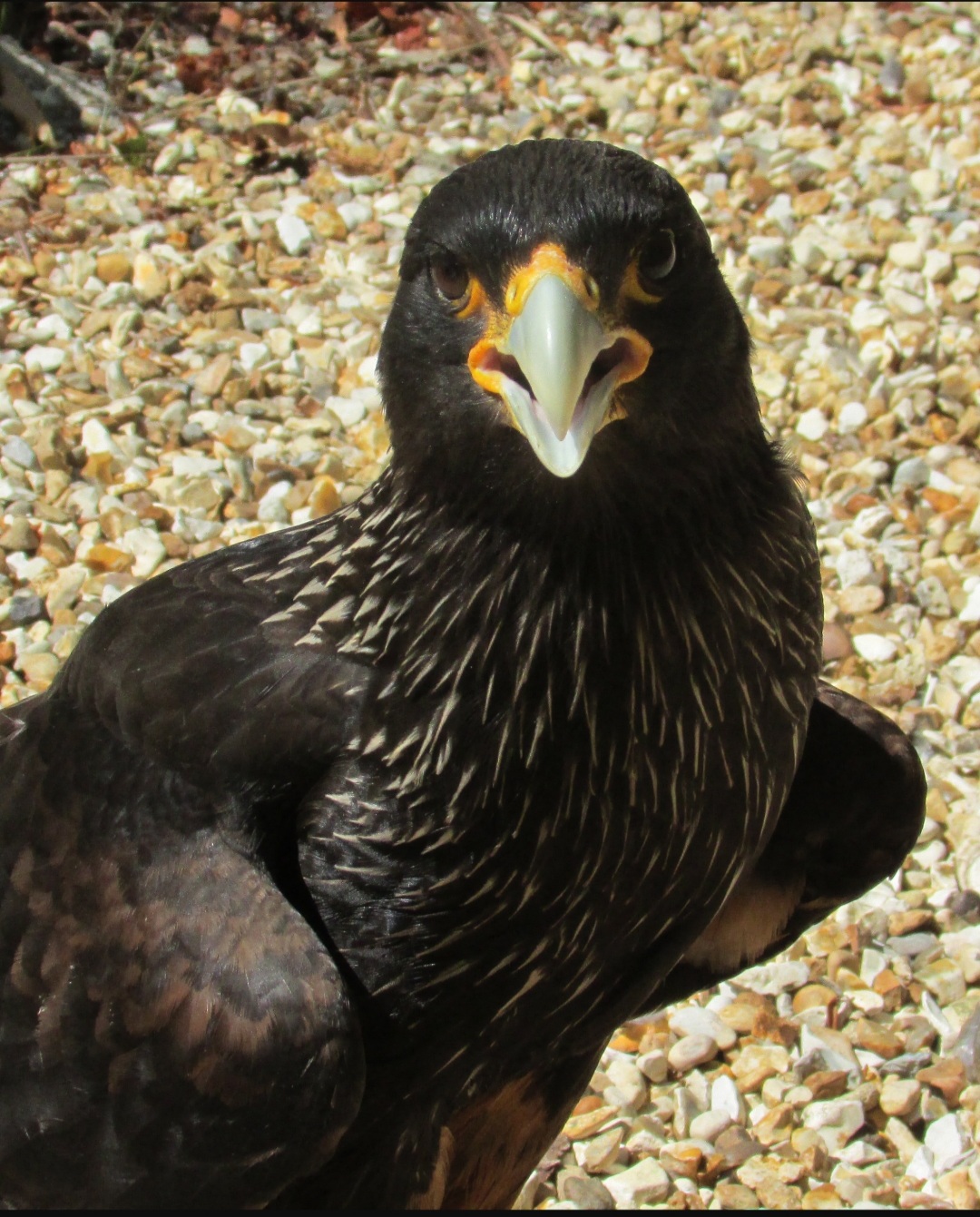 Get to know Darwin - Hawk Conservancy Trust - Hawk Conservancy Trust