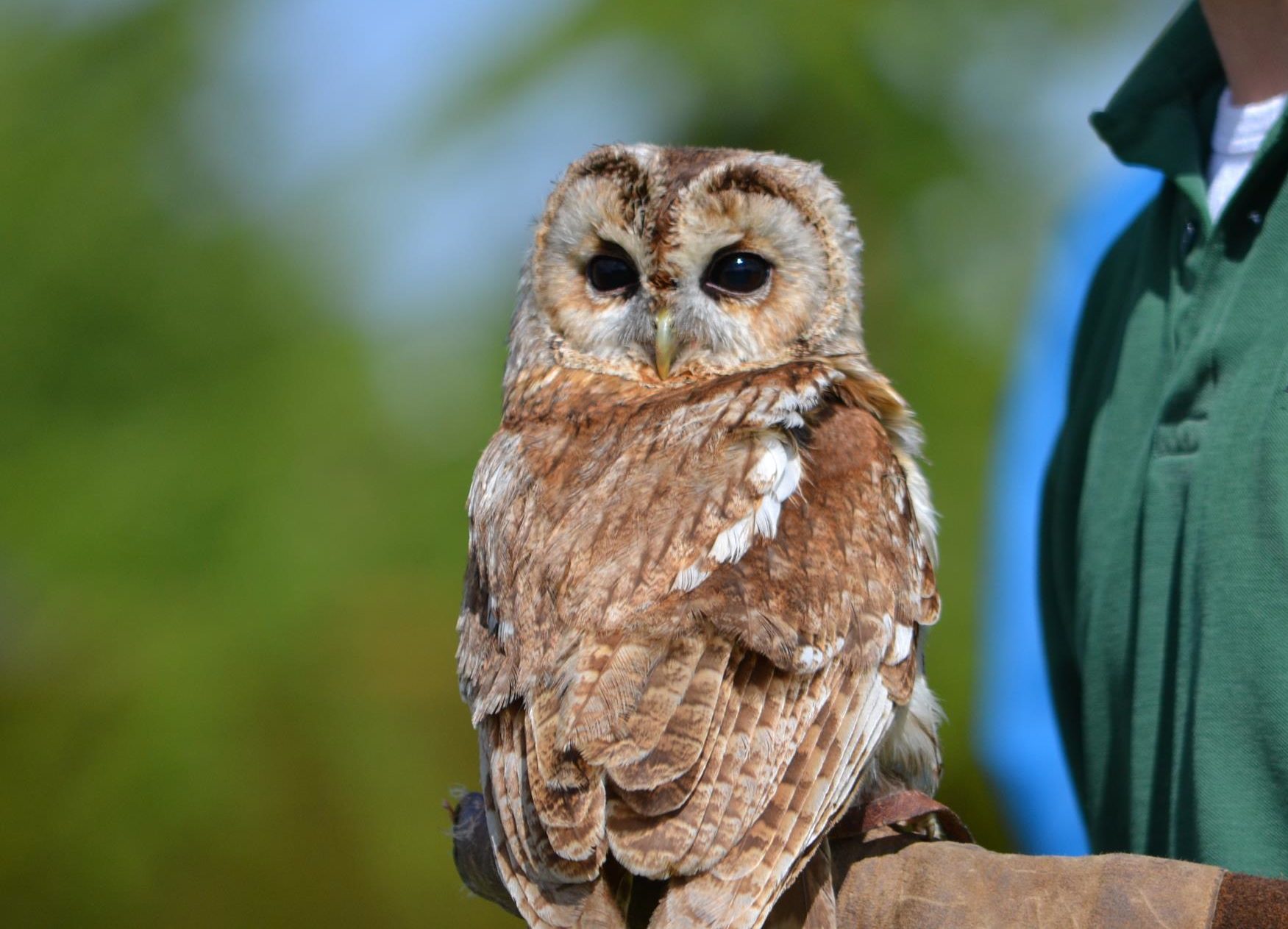 Tom's Tawny Owl Tale - Hawk Conservancy Trust - Hawk Conservancy Trust