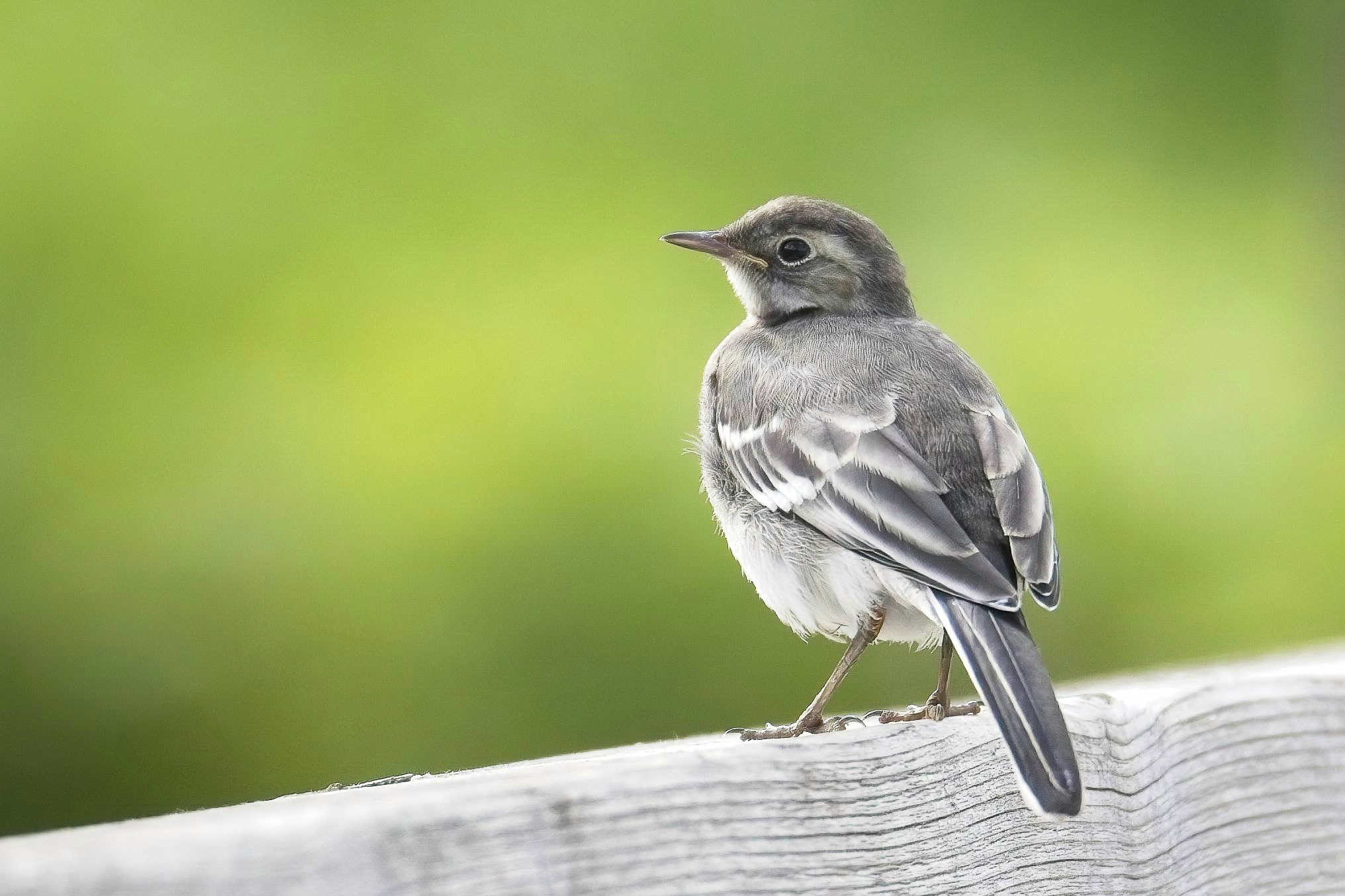 Unsung stars of the Hawk Conservancy Trust - Hawk Conservancy Trust ...