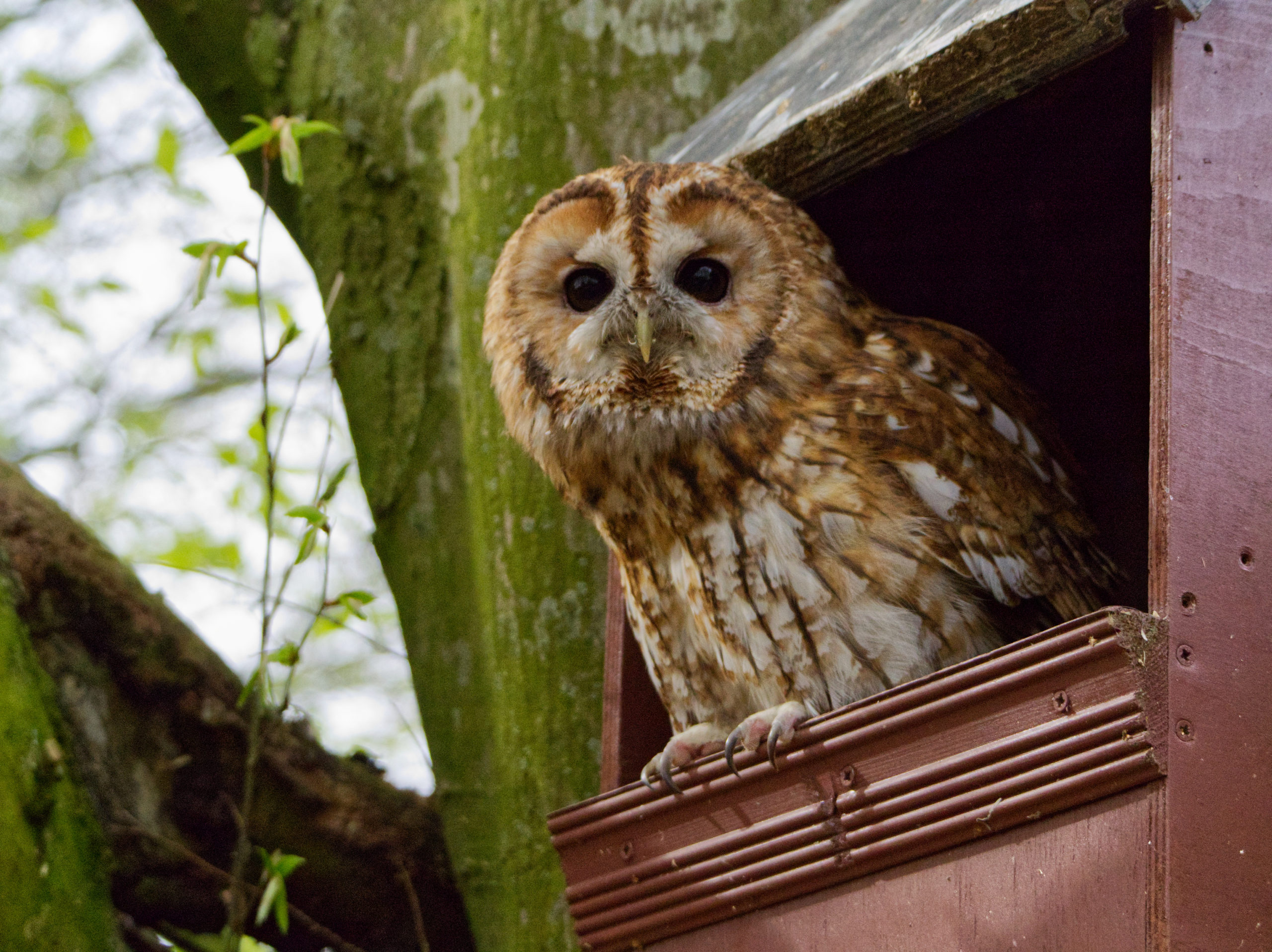 A Raptor Nest Box Project update - Hawk Conservancy Trust - Hawk ...