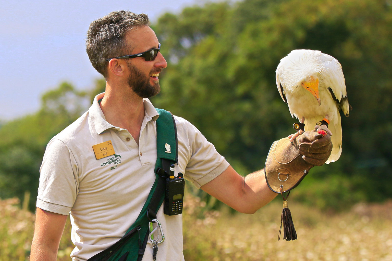 The makings of Masters of the Sky - Hawk Conservancy Trust - Hawk ...