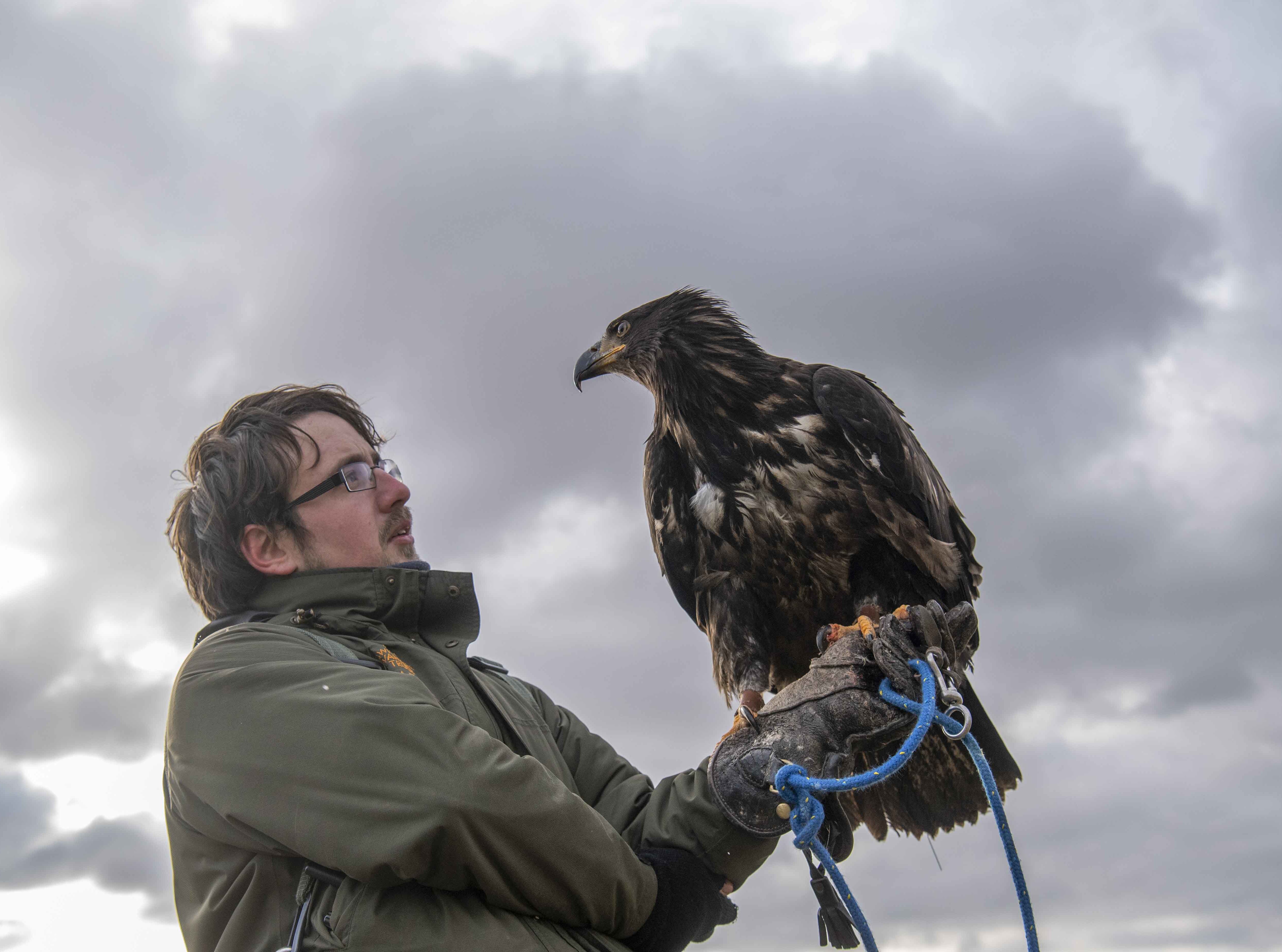 Wonderful Wallace, our juvenile Bald Eagle - Hawk Conservancy Trust ...
