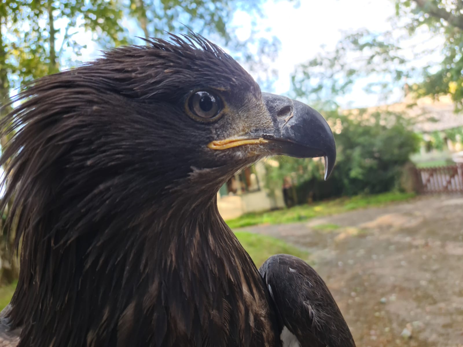 Wonderful Wallace, our juvenile Bald Eagle - Hawk Conservancy Trust ...